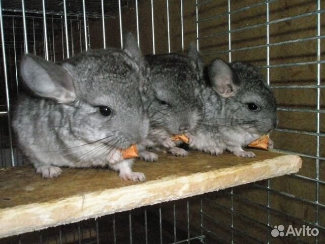 Продаю шиншилл