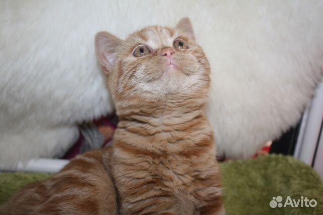Редкостные шикарные котята