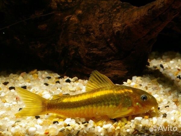 Рыбки, сом коридорас золотой