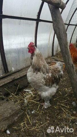 Кохинхин голубой и карликовые