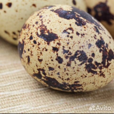 Яйцо перепелинное инкубационное в Стрельне