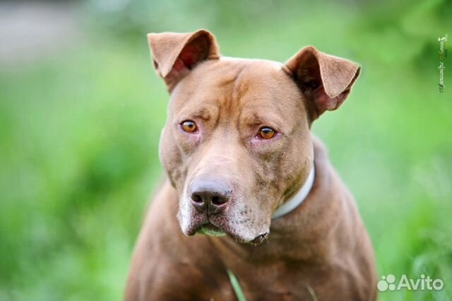 Питбуль-редноуз Ивар в хорошие руки
