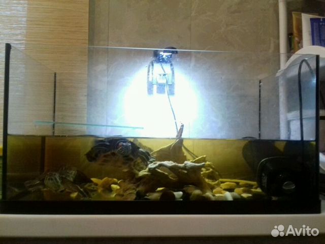 Черепахи водоплавающие 3 шт