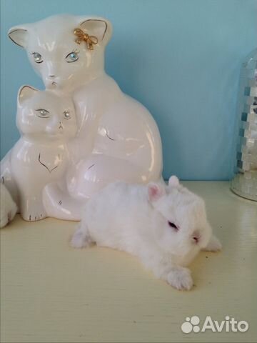 Белоснежки