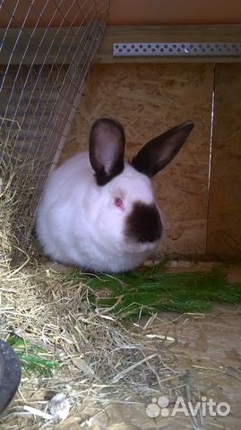 Калифорнийские кролики