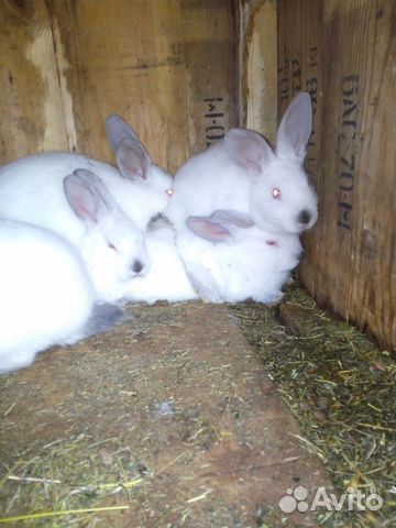 Кролики калифорнийцы