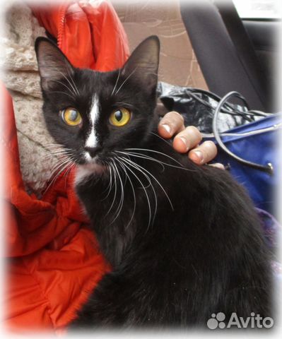 Добрая кошка Ночка