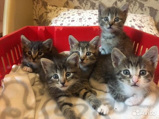 Умные ласковые котята