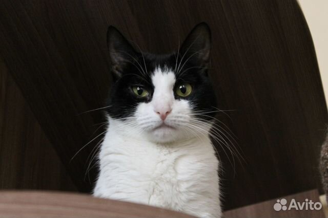 Кошка Китти, 1 год, ищет дом