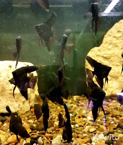Аквариумная рыбка скалярия черная