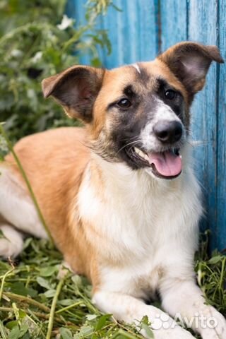 Отдам в заботливые и ответственные руки