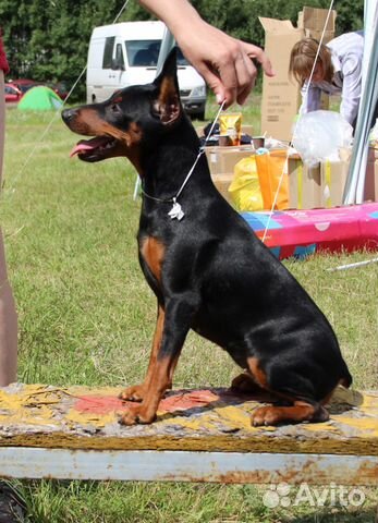 На продаже Цвергпинчер щенки г.Уфа