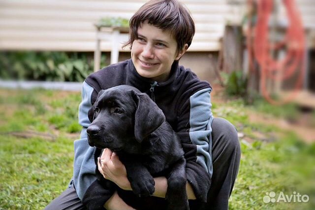 Клубные щенки лабрадора с документами РКФ