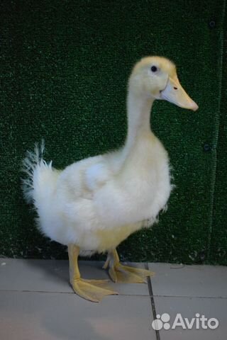 Утята подрощенные цена за 1 утенка