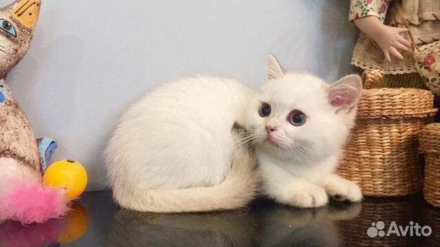 Teodor котик золотой колорный мальчик