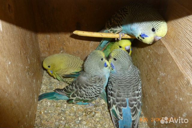 Получехи попугаи