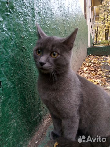 Лиза, на вид русская голубая как в рекламе
