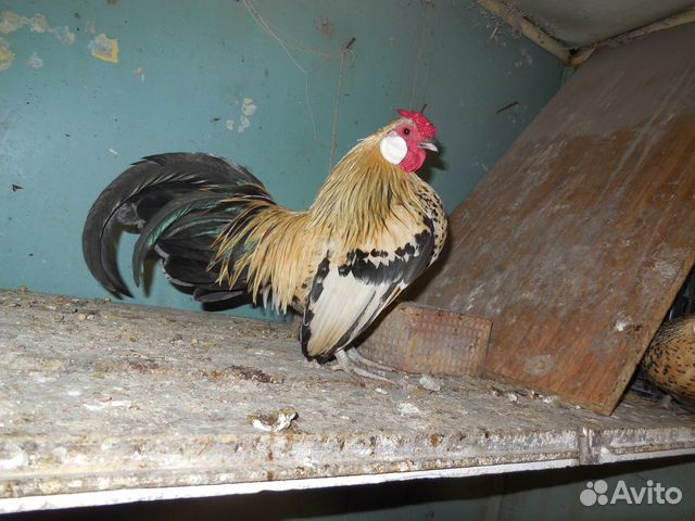 Бентамки - бентам ява