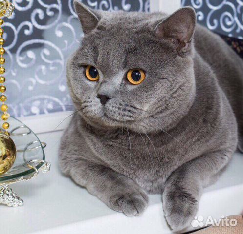 Британский кот вязка