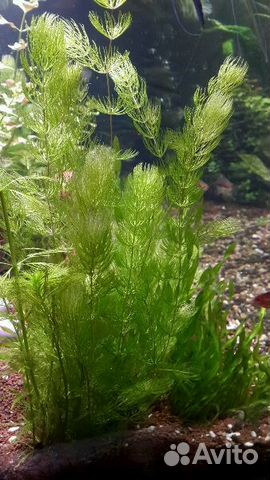 Роголистник, лимнобиум