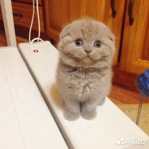 Лиловые кошечки, готовы к переезду