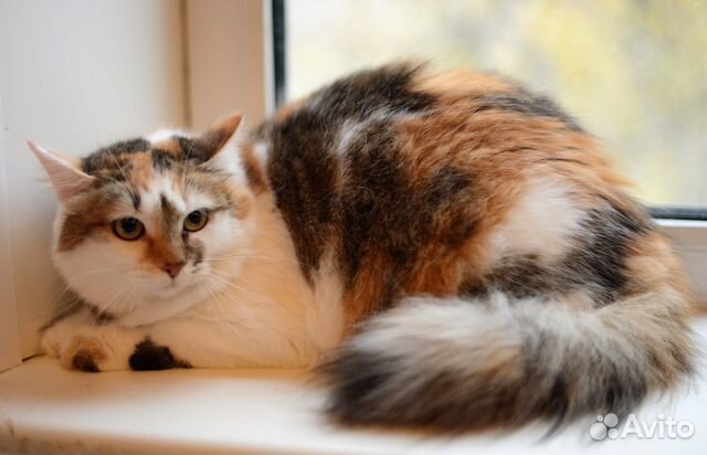 Робкая Моника ищет дом