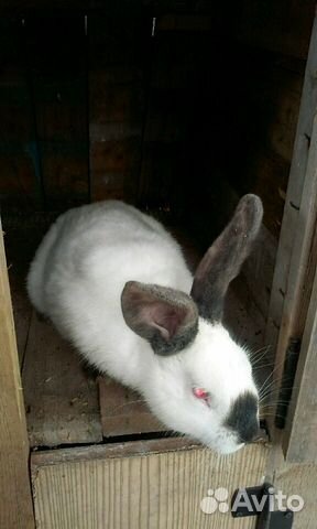 Кролики калифорния