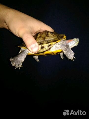 Красноухие черепашки