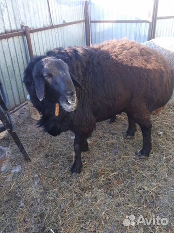 Гиссарские овцы