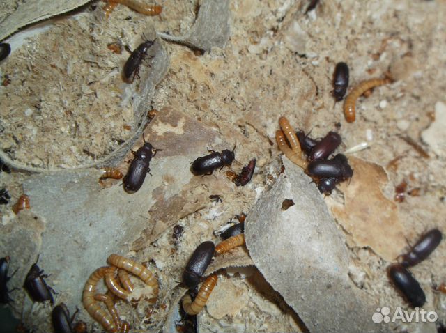 Кормовые насекомые - Большой мучной хрущак