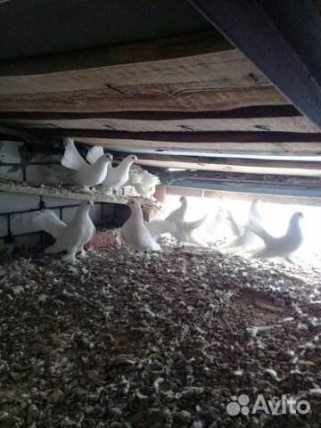 Голуби белые луганские статные Казань