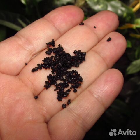 Dennerle crystal quartz черный