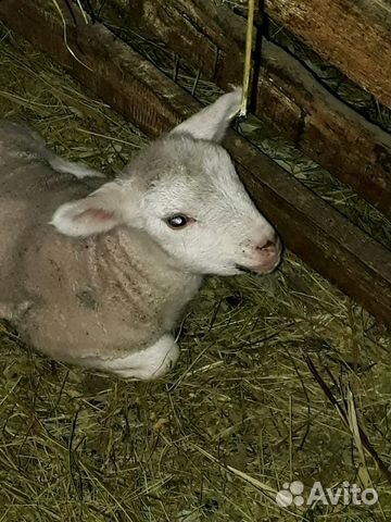 Паёныши ягнята