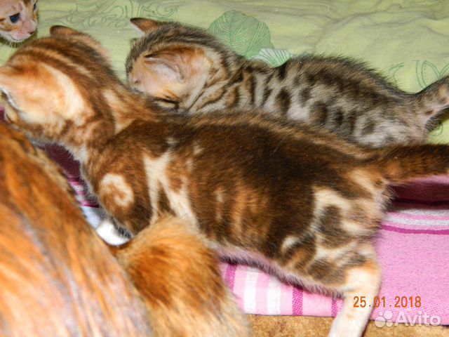 Мраморный бенгал