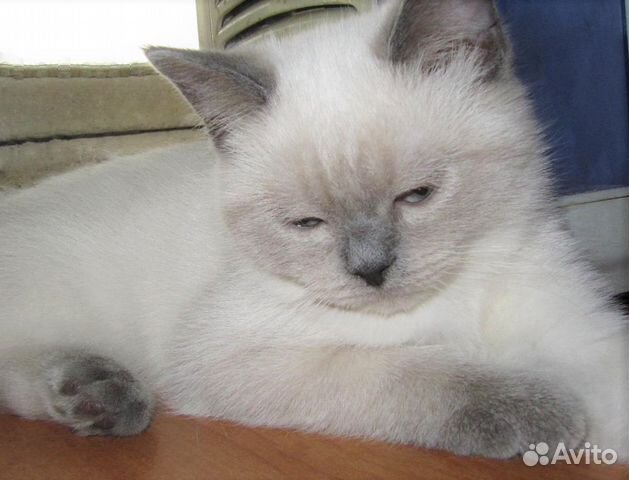 Шотландская кошечка 6 месяцев