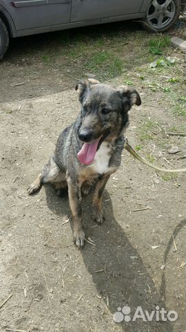 Агата из приюта в хорошие руки