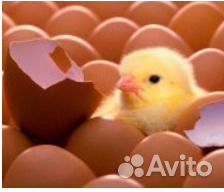 Яйца на инкубацию (на 1 петуха 5 курочек)