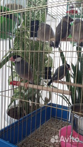 Амадины рисовые