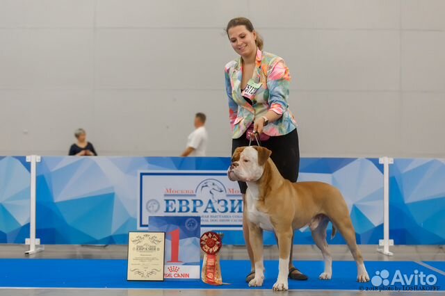 Вязка Амбуль