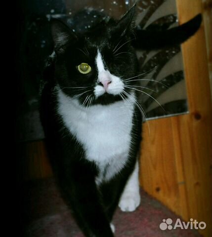 Одноглазый котик Сережка