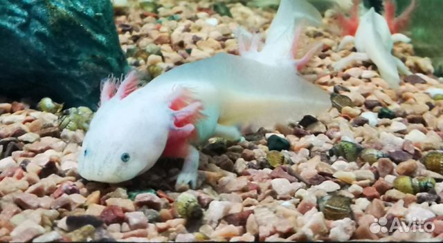 Аквариумный Аксолотль
