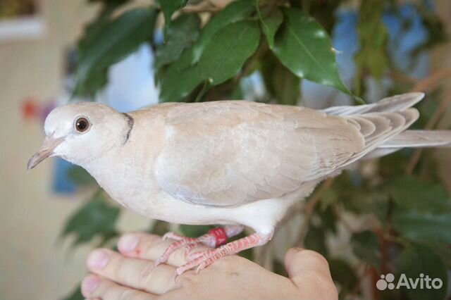 Горлицы смеющиеся