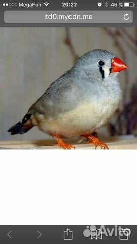 Амадины зебровые