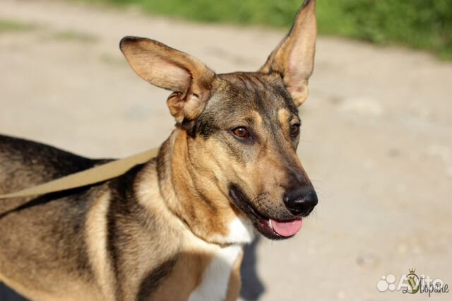 Самый добрый в мире щенок Чарли