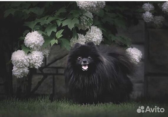 Вязка чёрный шпиц