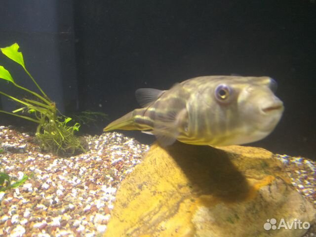 Тетраодон фахака