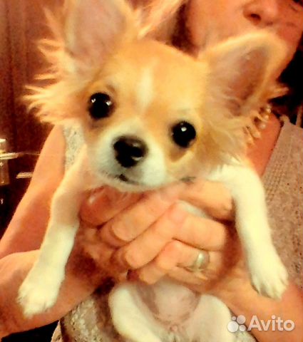 Продам Чихуахуа,Той-терьера