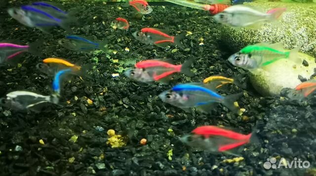 Аквариумая рыбка - стеклянный окунь окрашенный, по