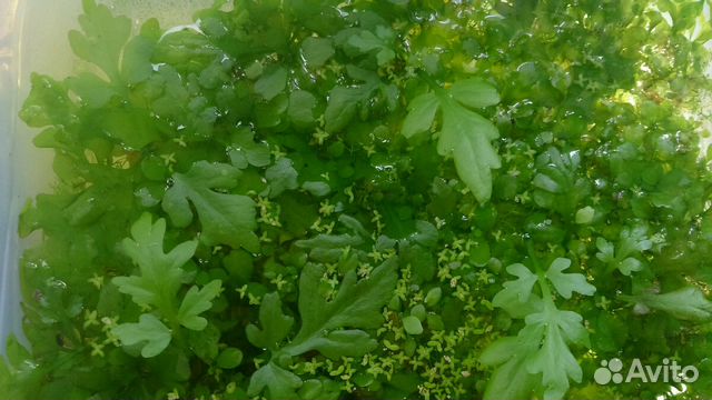 Индийский папоротник - водяная капуста