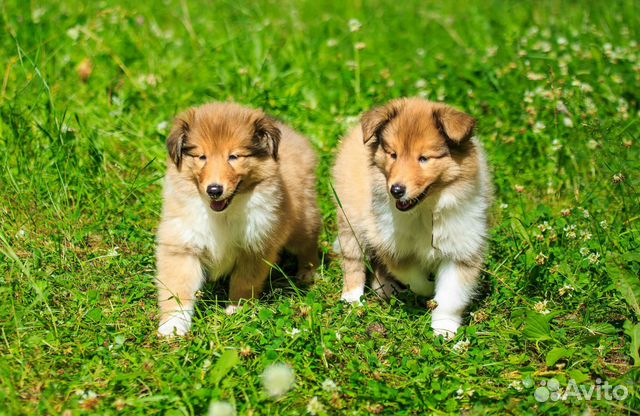 Щенки колли